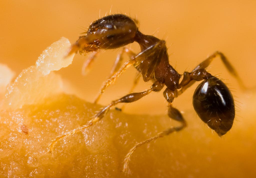 Pheidole megacephala - PIAkey factsheet