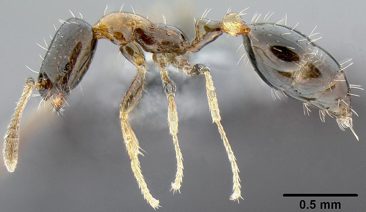 Monomorium floricola - PIAkey factsheet