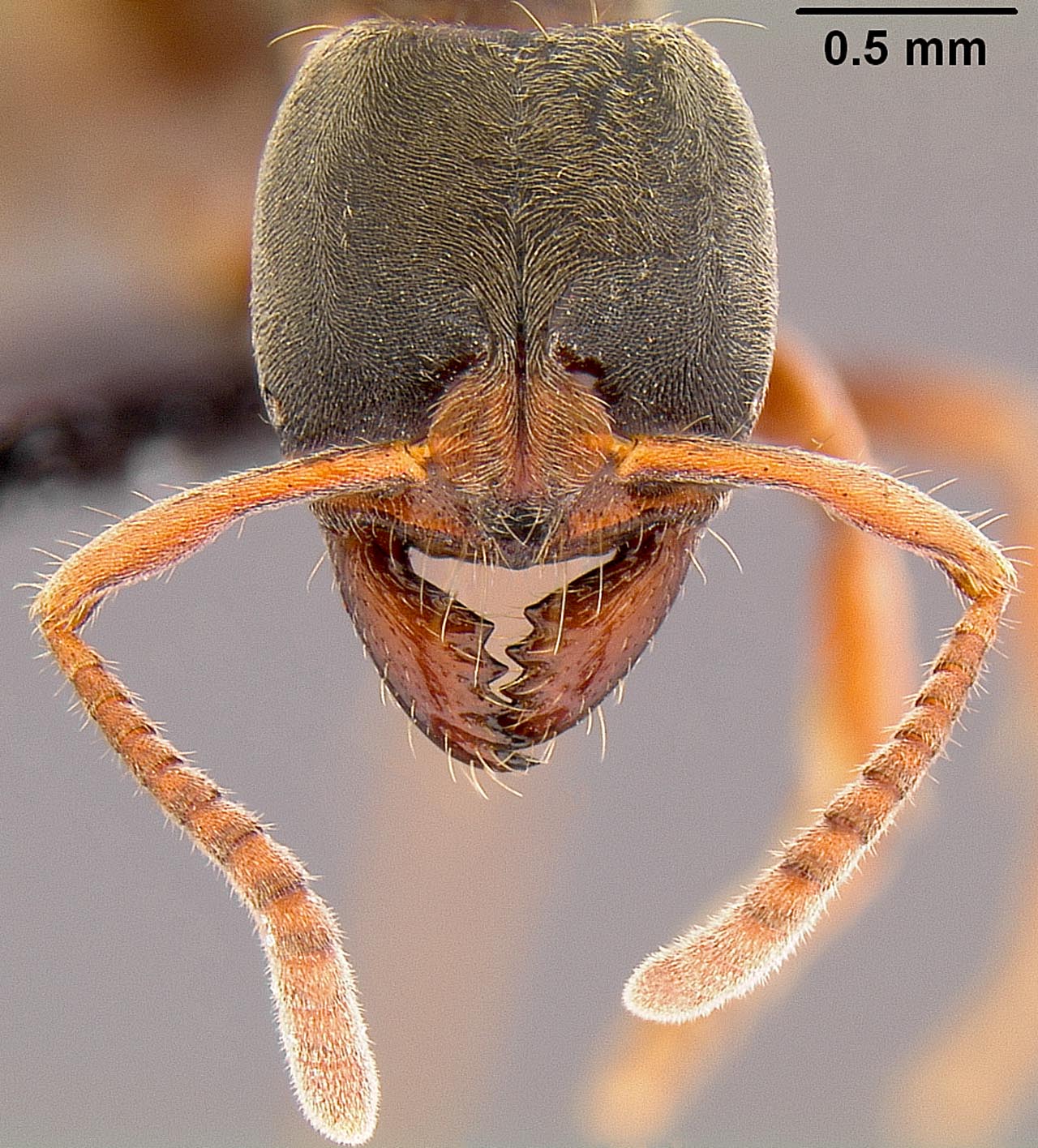 Odontomachus simillimus - PIAkey factsheet