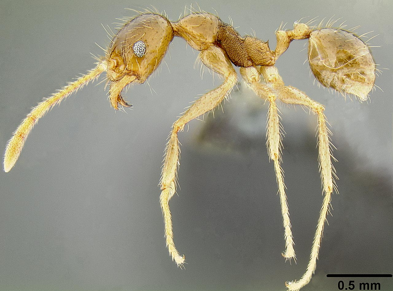 Pheidole megacephala - PIAkey factsheet