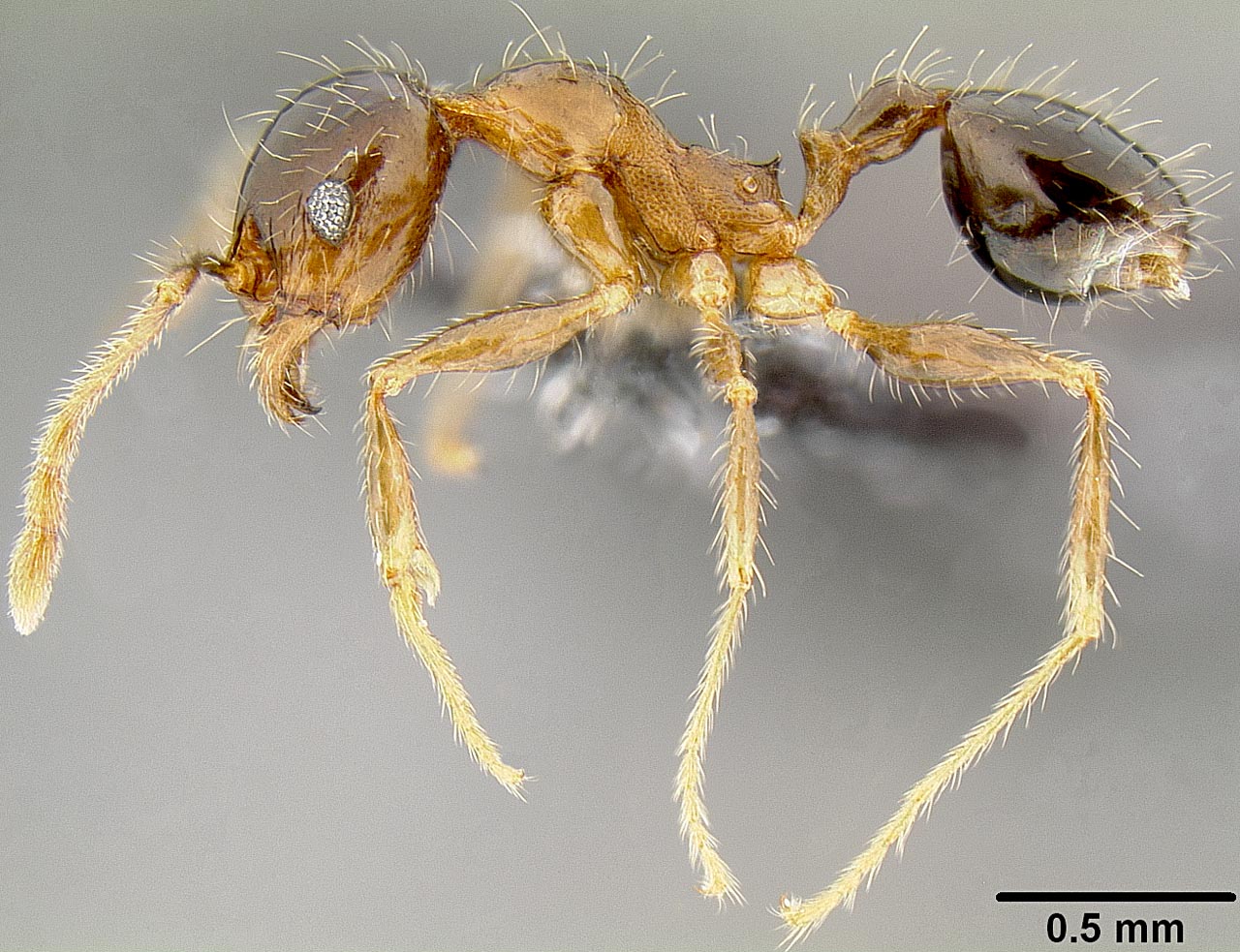 Pheidole megacephala - PIAkey factsheet