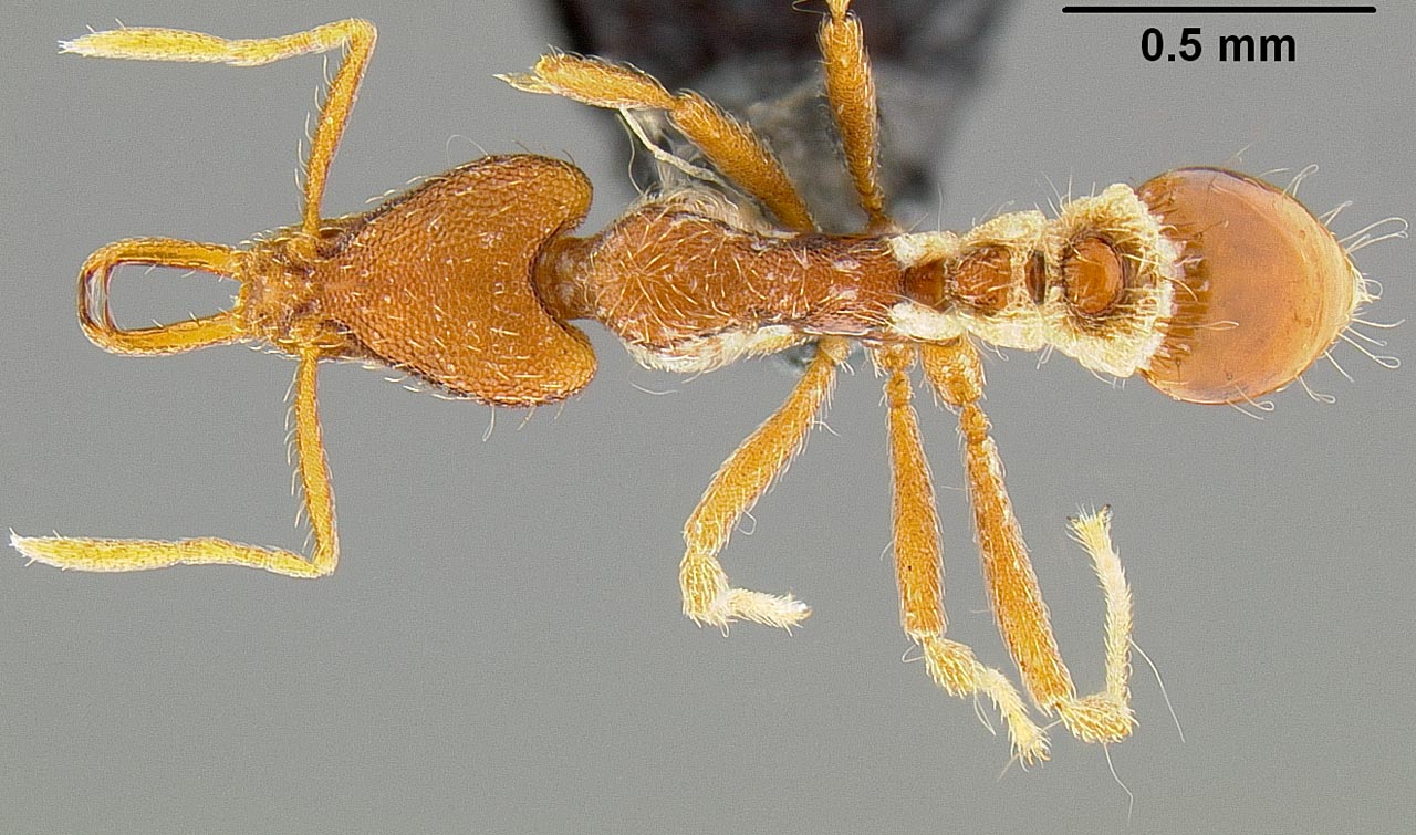 Strumigenys - Alchetron, The Free Social Encyclopedia