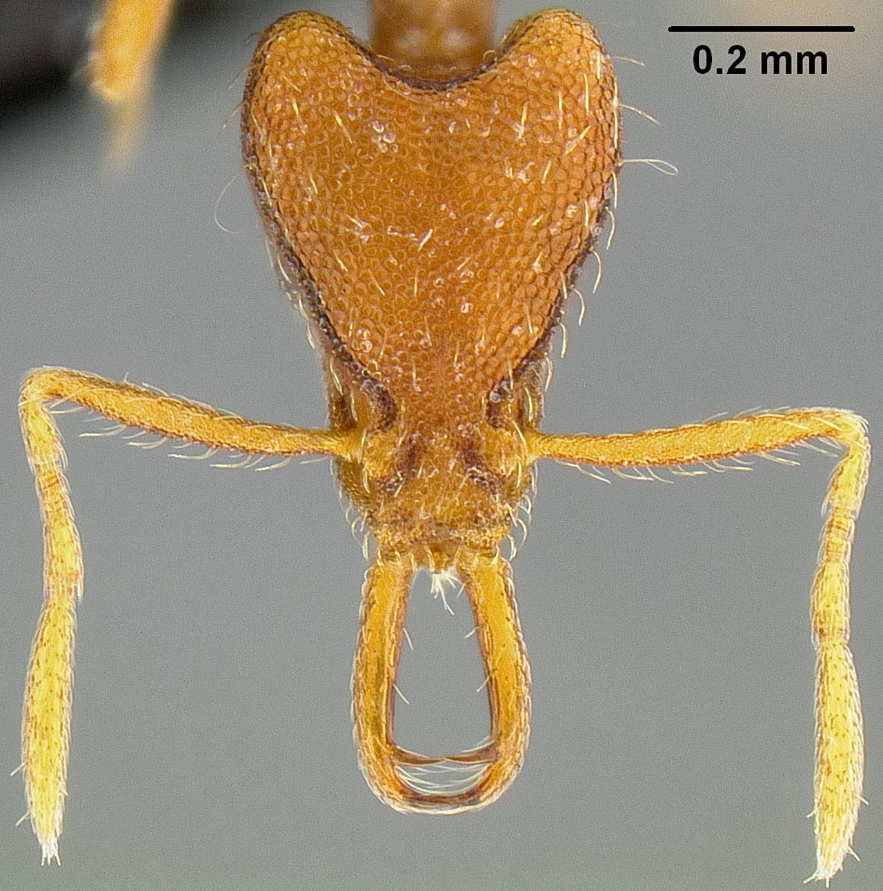 Strumigenys godeffroyi - PIAkey factsheet