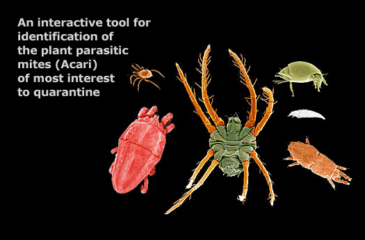 Exotic Mite Pest Families - Home