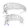 Exotic Mite Families - Lucid Web Player