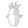 Exotic Mite Families - Lucid Web Player