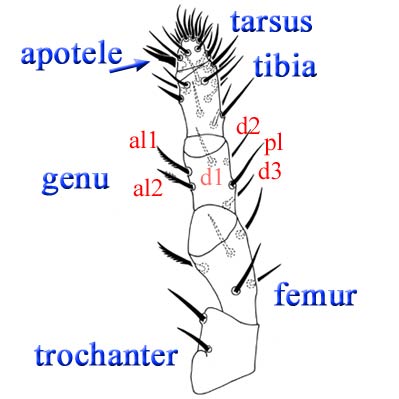 Anatomy of adult female monogynaspid mites