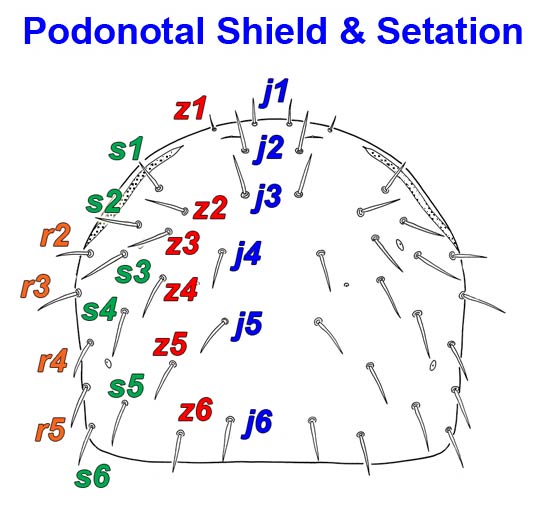 Anatomy of adult female monogynaspid mites