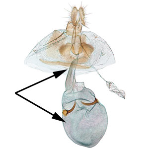 Tortricids of Agricultural Importance