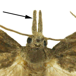 Tortricids of Agricultural Importance