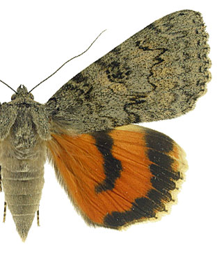 Tortricids of Agricultural Importance