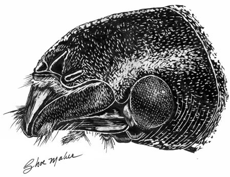 Bostrichidae: Melalgus sp., head