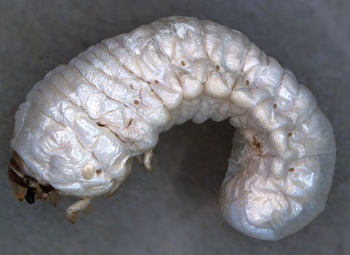 bostrichidae larvae