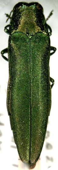 Buprestidae: Agrilus planipennis