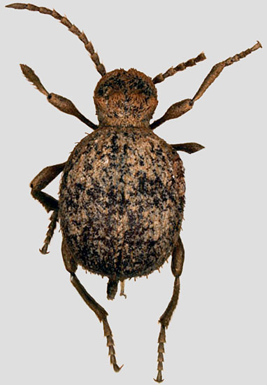Ptininae: Niptus sp.