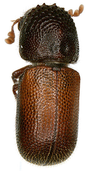 Bostrichidae: Dinoderus minutus