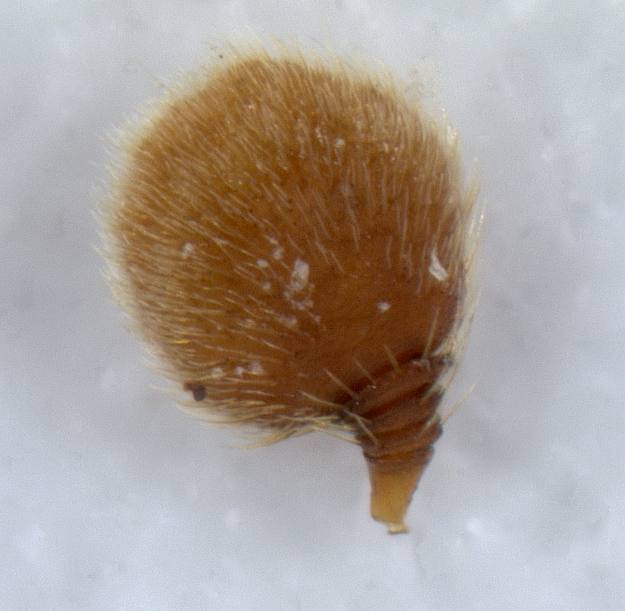 Factsheet - Fortiborus