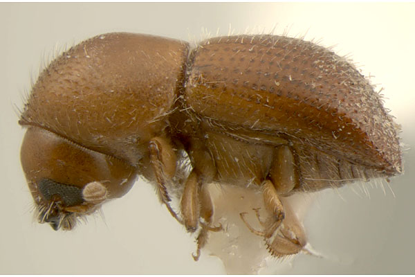 Factsheet - Theoborus