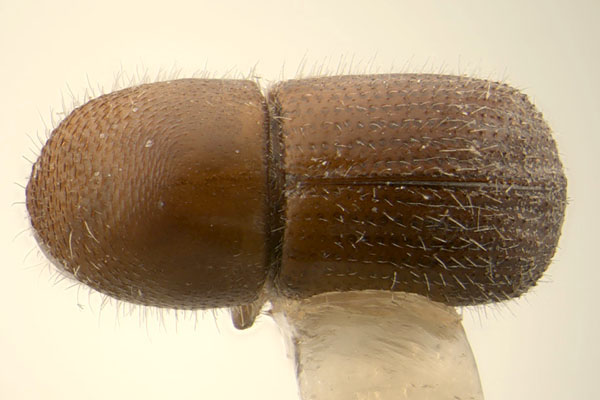 Factsheet - Theoborus