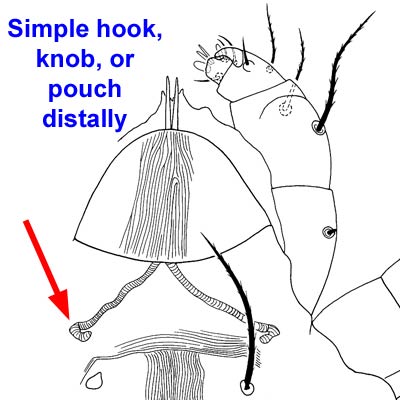 Feature: Terminus of peritremes | Invasive Mite ID