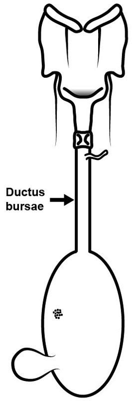 Phthorimaea operculella | Microlepidoptera on Solanaceae