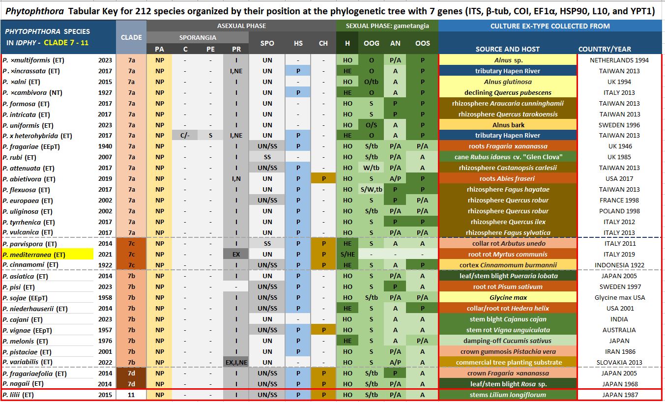 Phytophthora mediterranea | IDphy