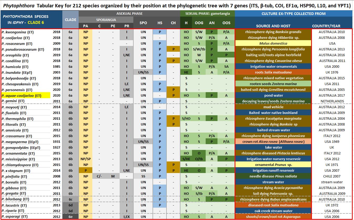 Phytophthora aquae-cooljarloo | IDphy