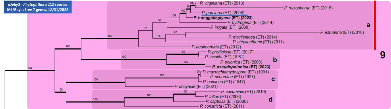 Phytophthora parsiana | IDphy