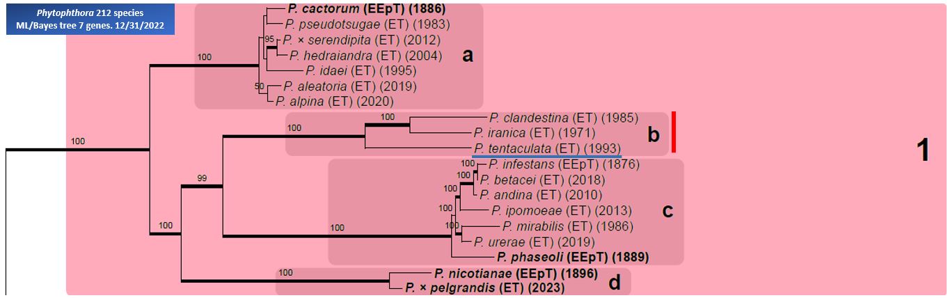 Phytophthora tentaculata | IDphy