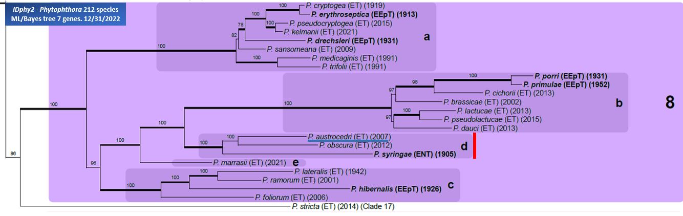 Phytophthora austrocedri | IDphy