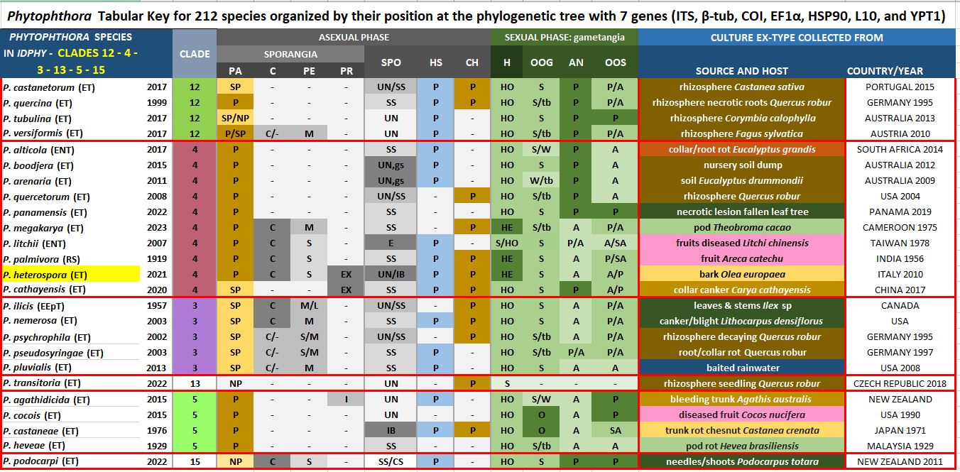Phytophthora heterospora | IDphy