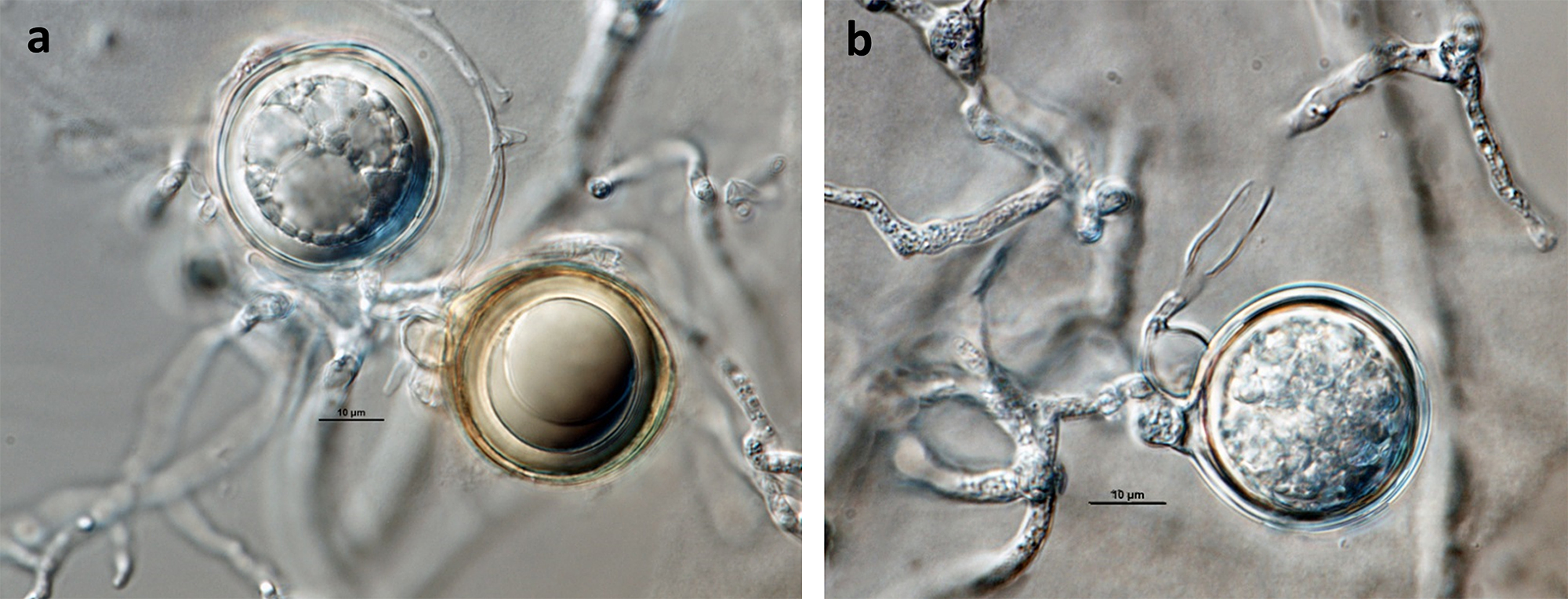Phytophthora pachypleura | IDphy