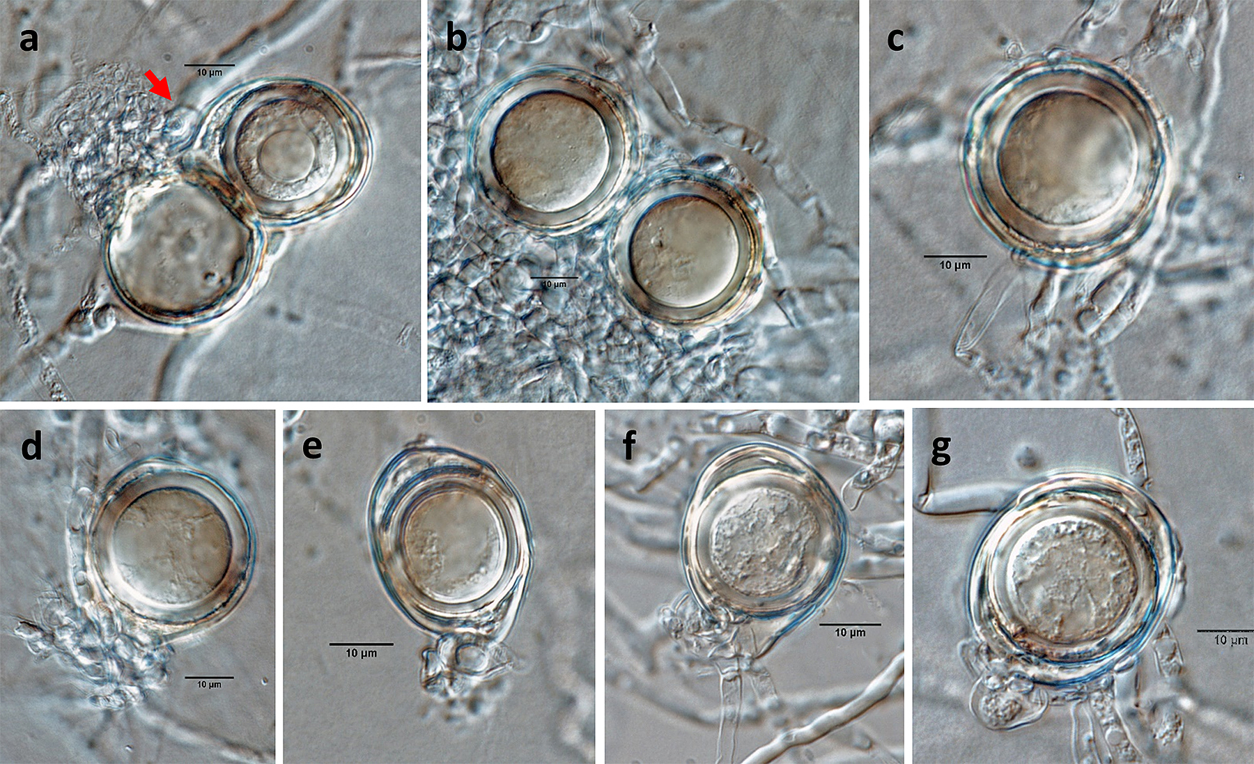 Phytophthora quercina | IDphy