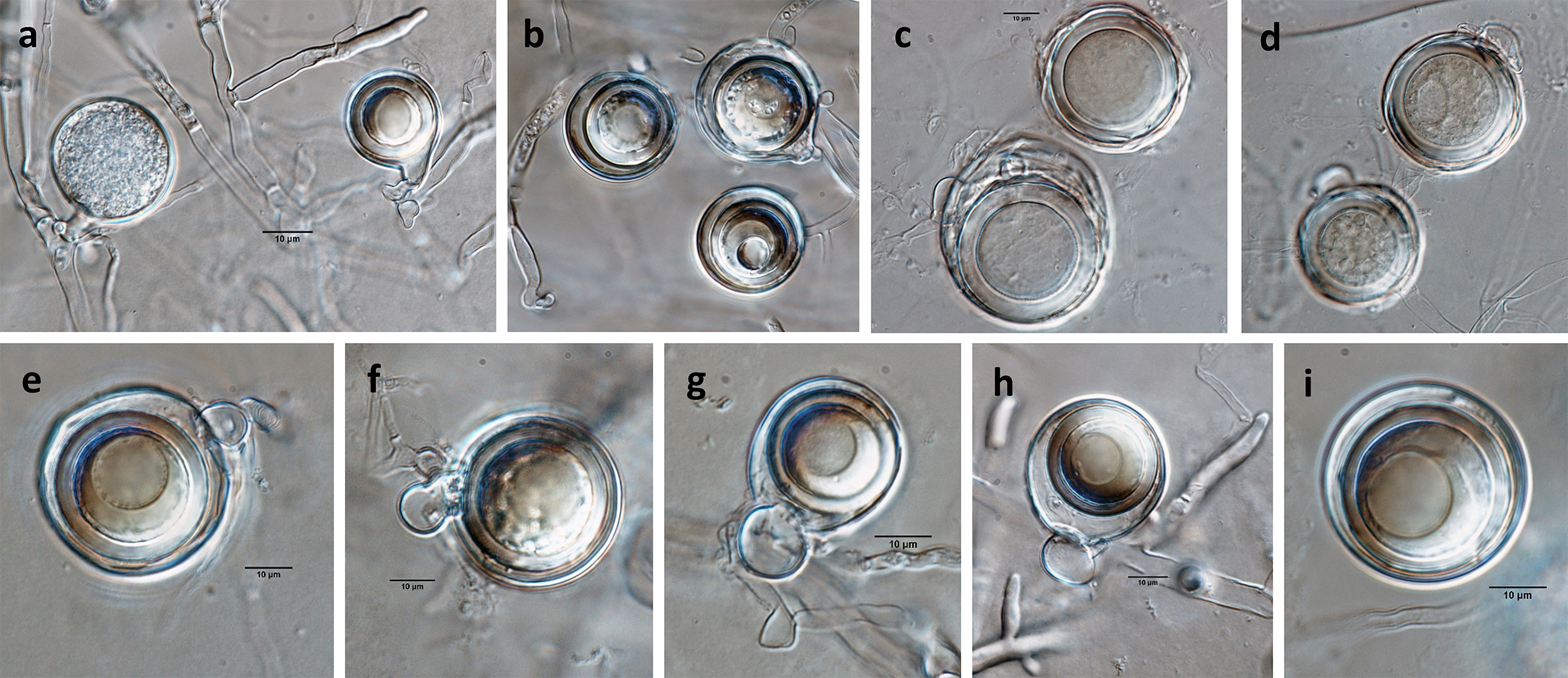 Phytophthora sojae (in progress - Abad et al. 2023b) | IDphy