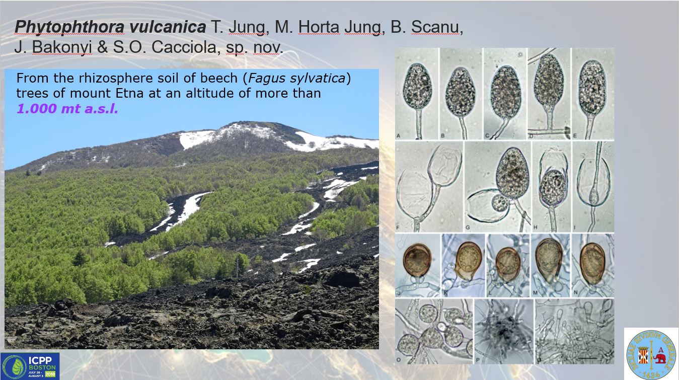 Phytophthora vulcanica | IDphy