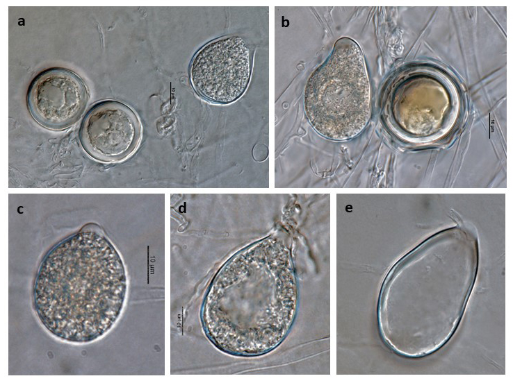 Phytophthora acerina | IDphy