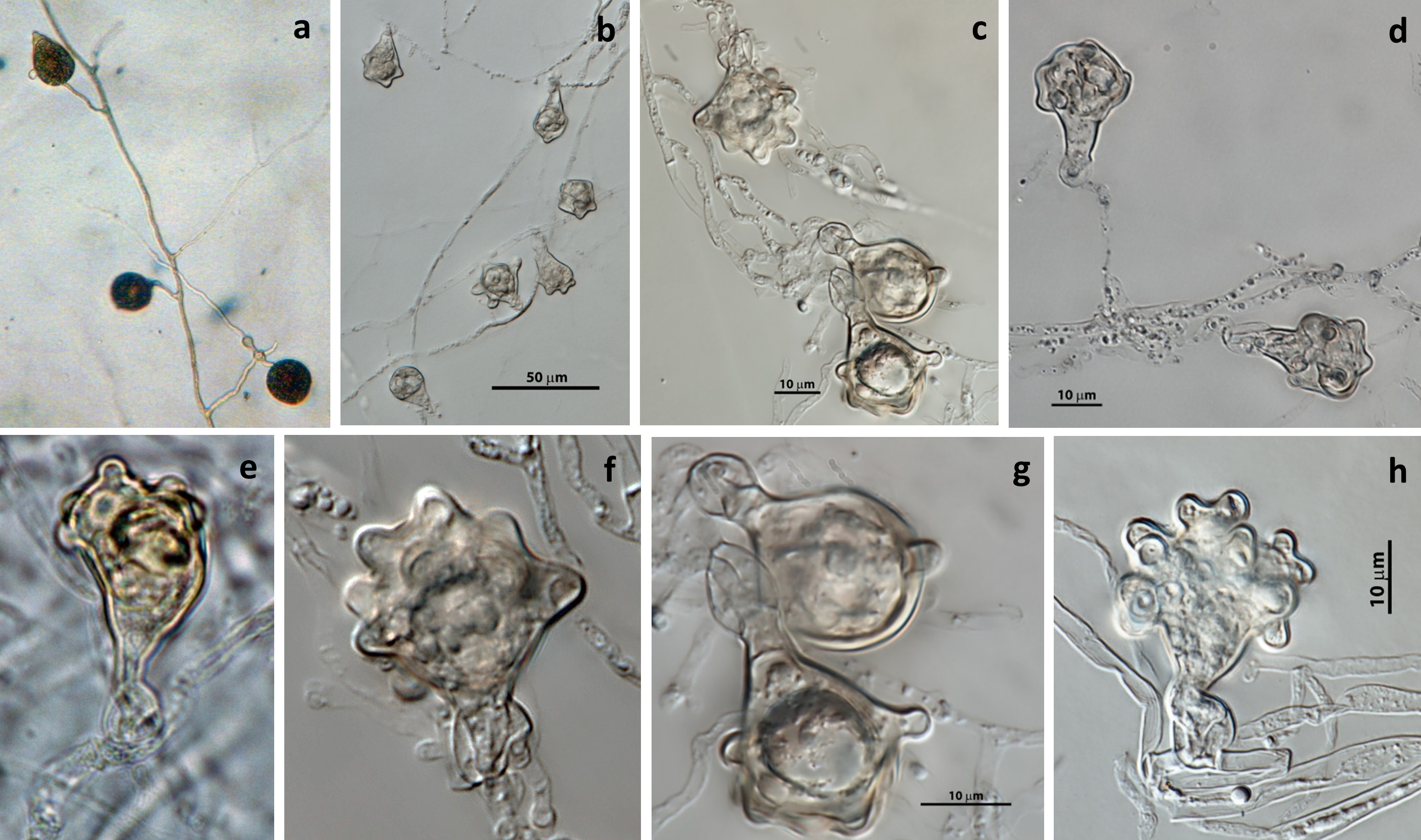 Phytophthora castaneae | IDphy
