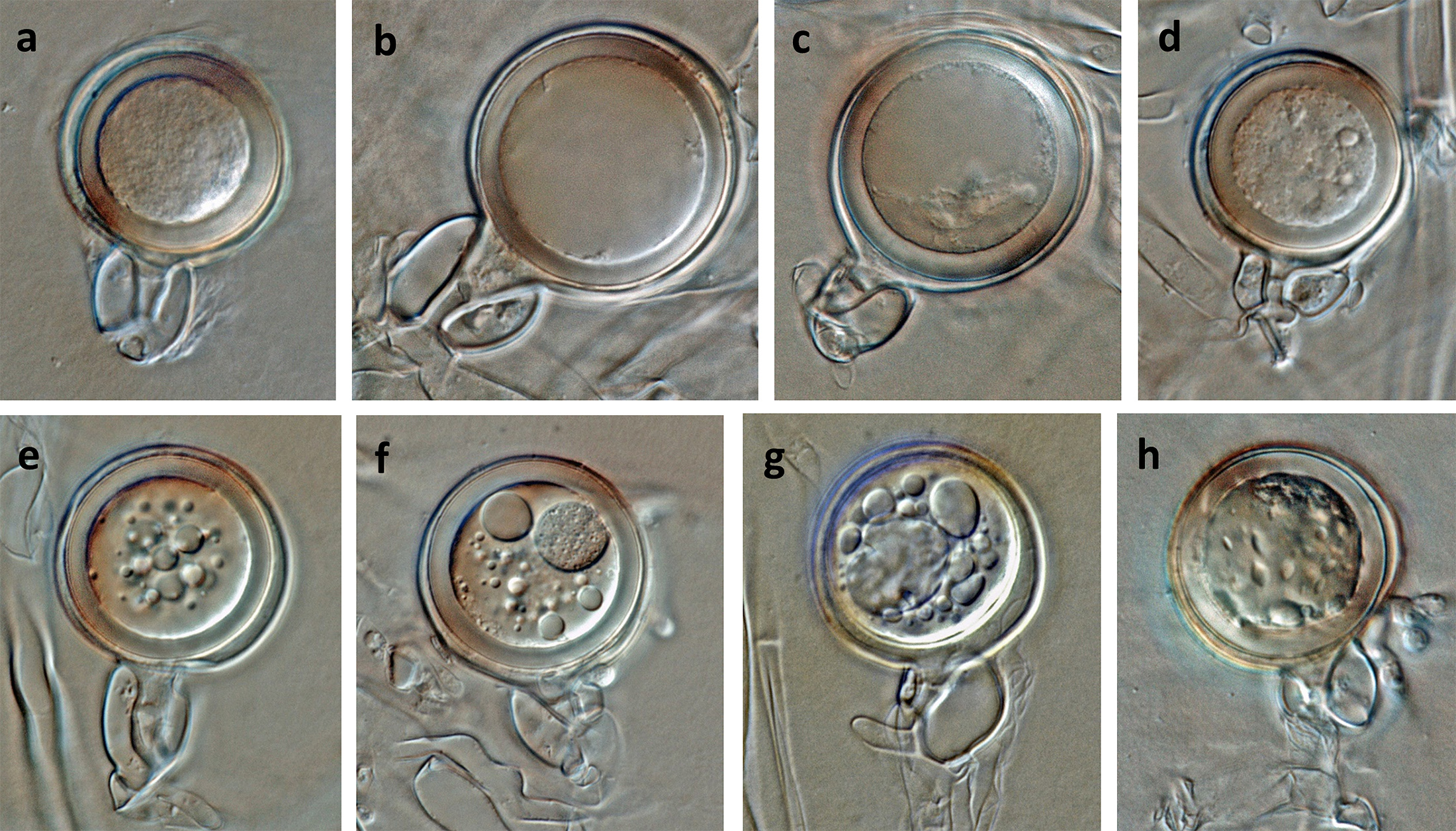 Phytophthora niederhauserii | IDphy