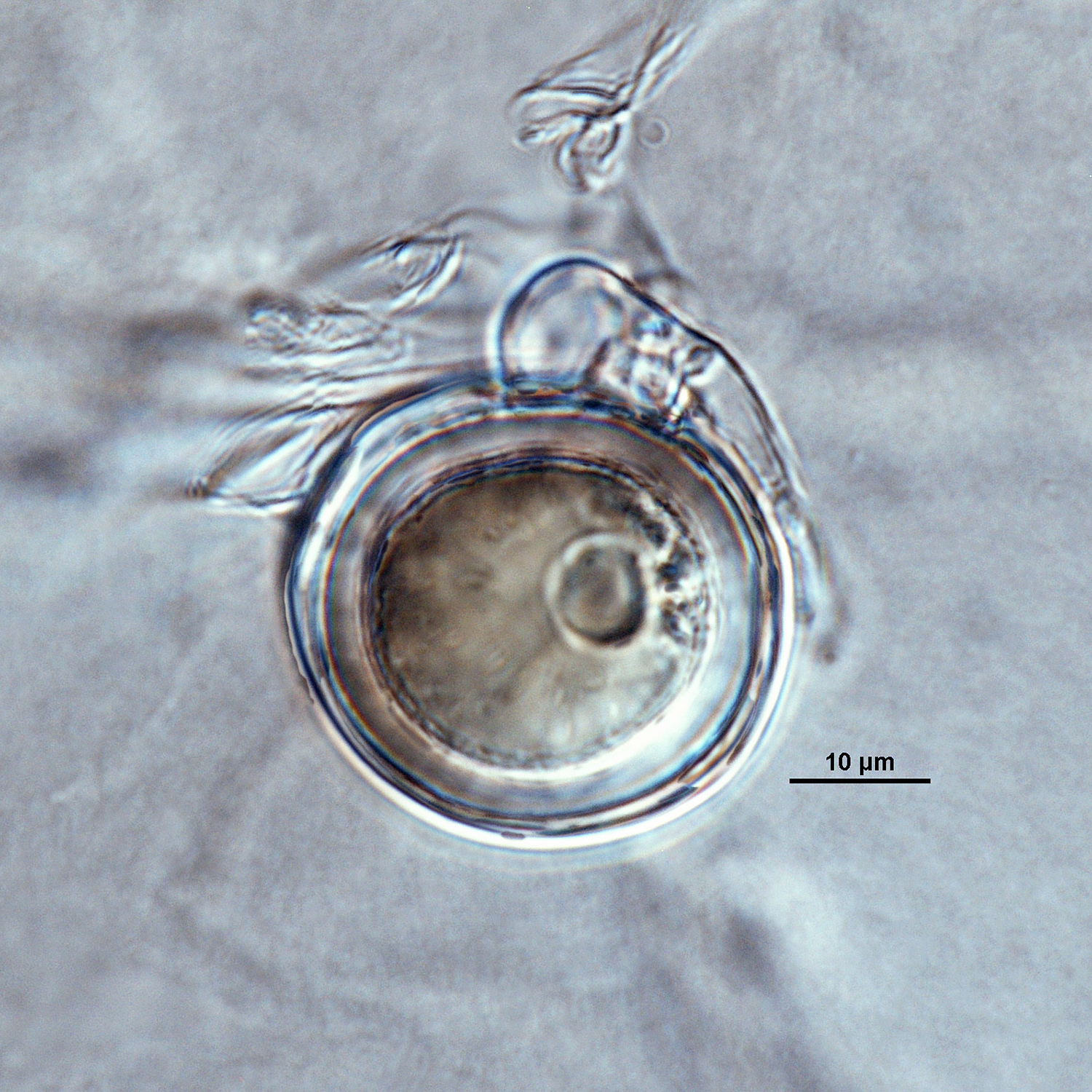 Phytophthora occultans | IDphy