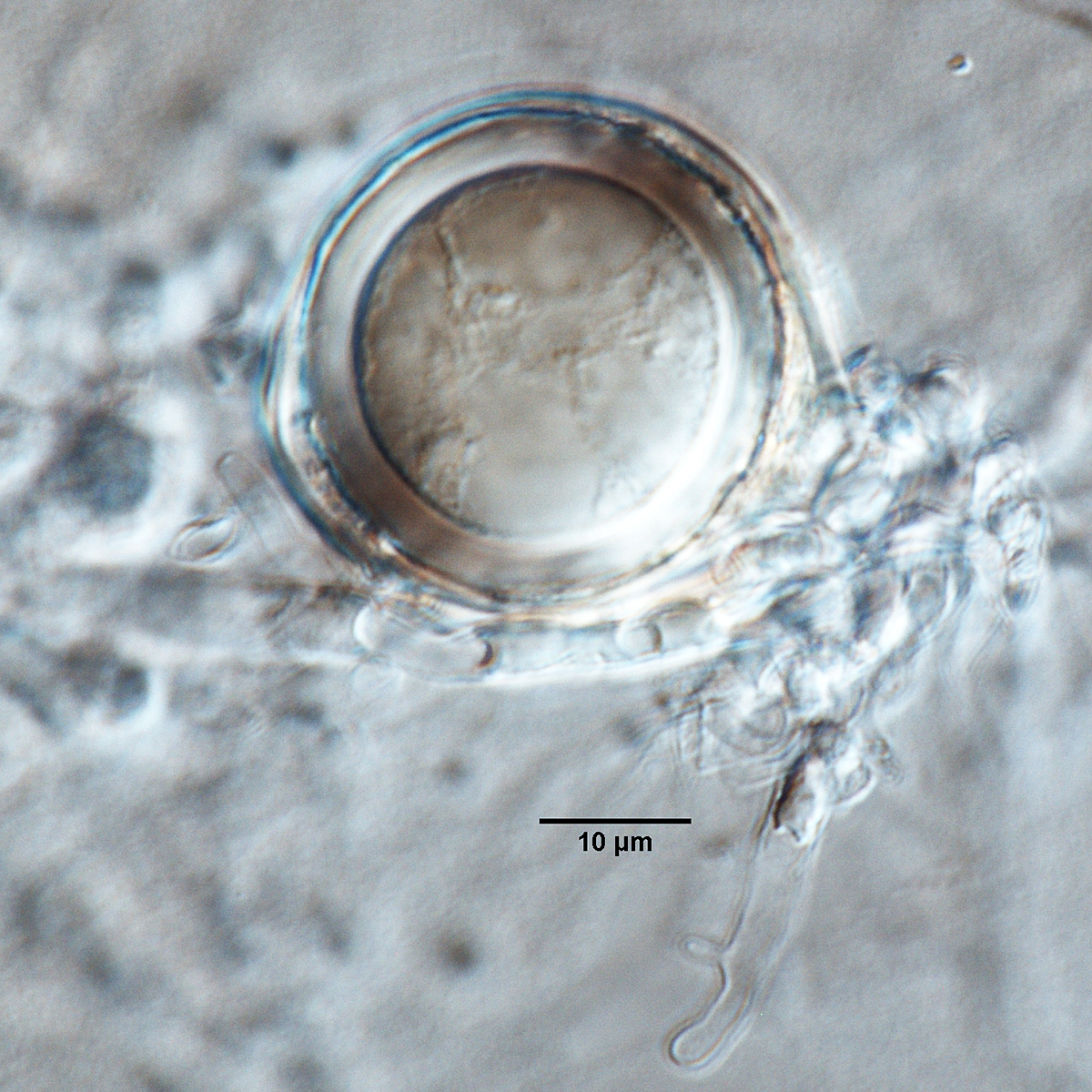 Phytophthora quercina | IDphy
