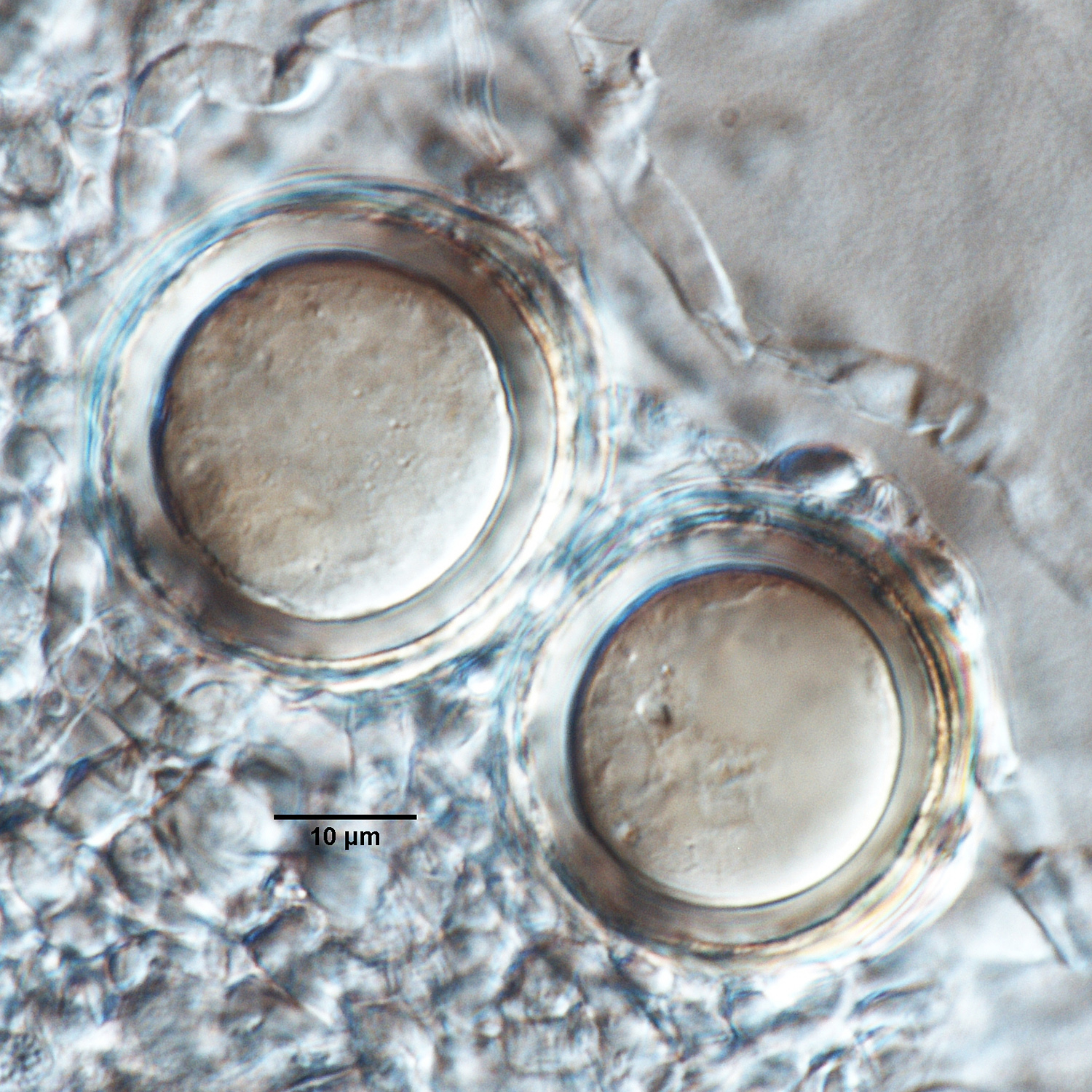 Phytophthora quercina | IDphy
