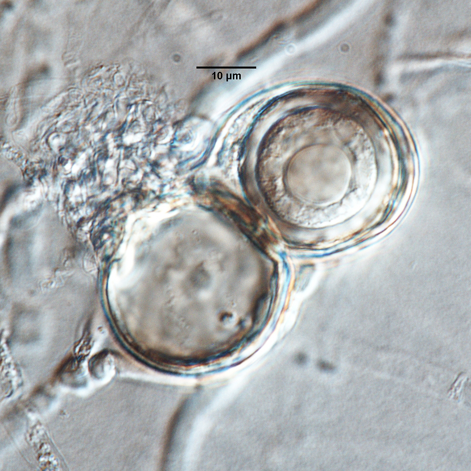 Phytophthora quercina | IDphy