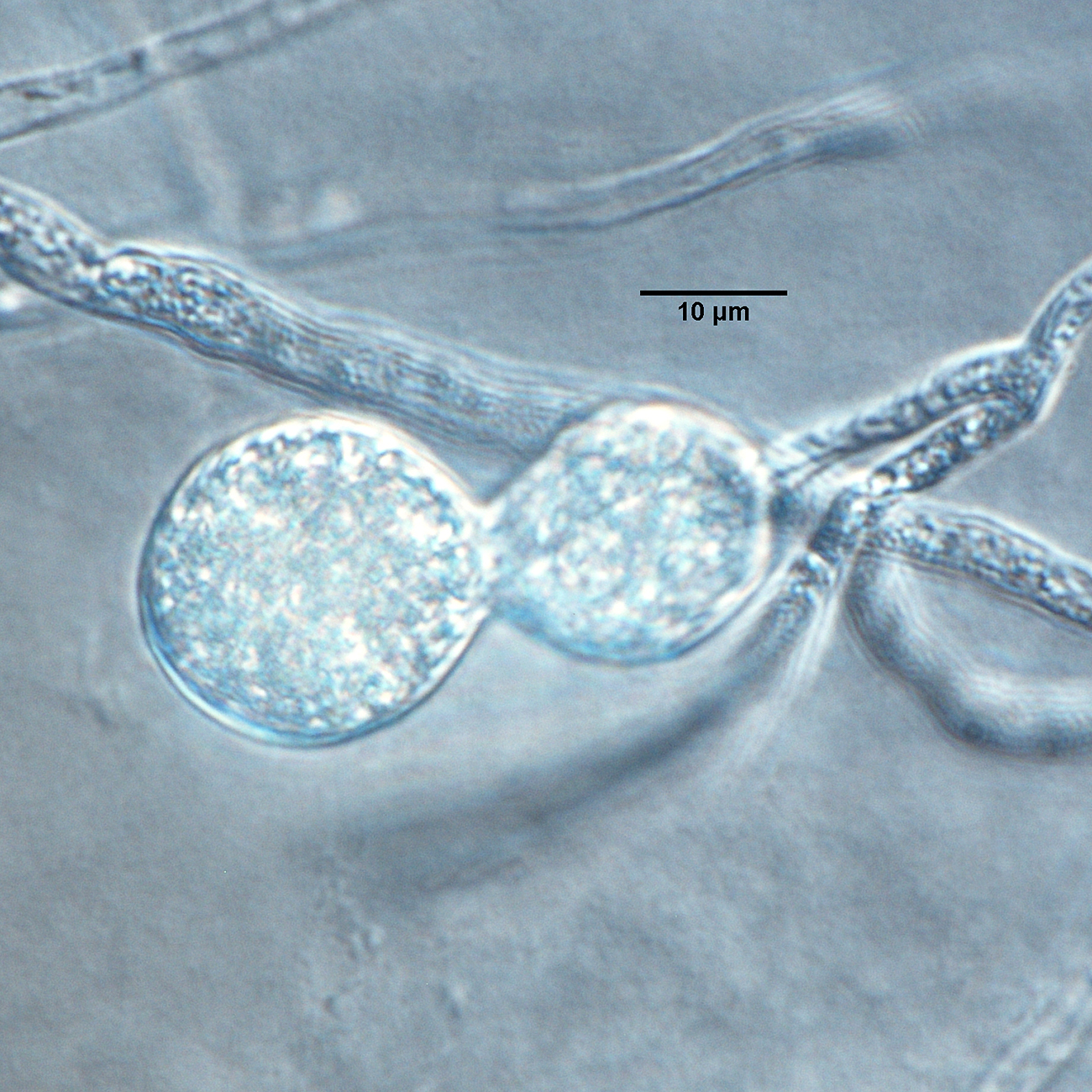 Phytophthora quercina | IDphy