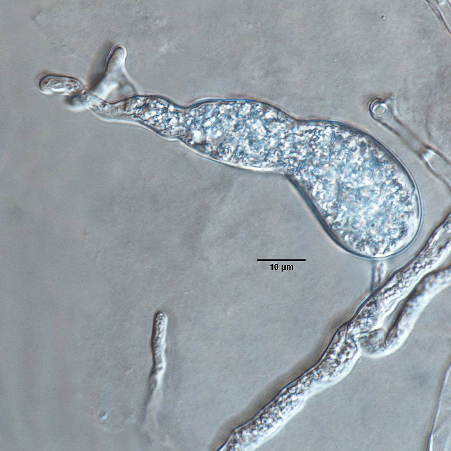 Phytophthora quercina | IDphy