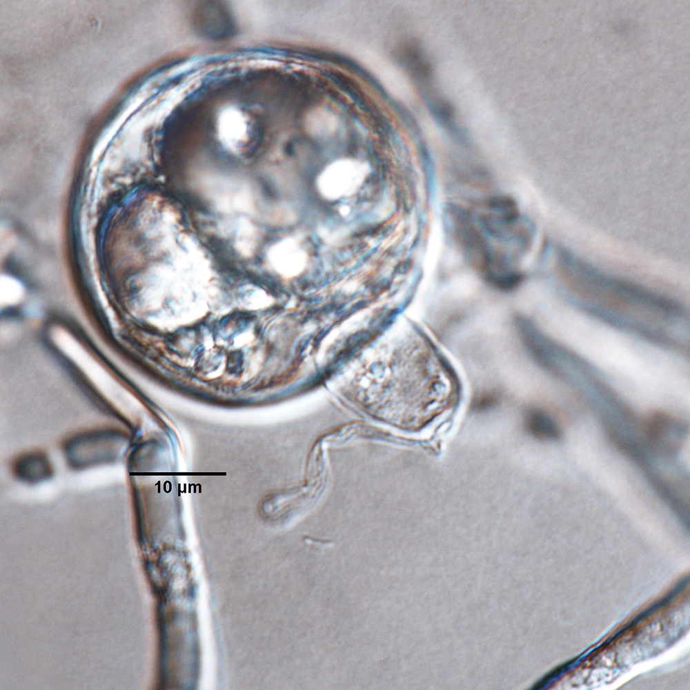 Phytophthora rosacearum | IDphy