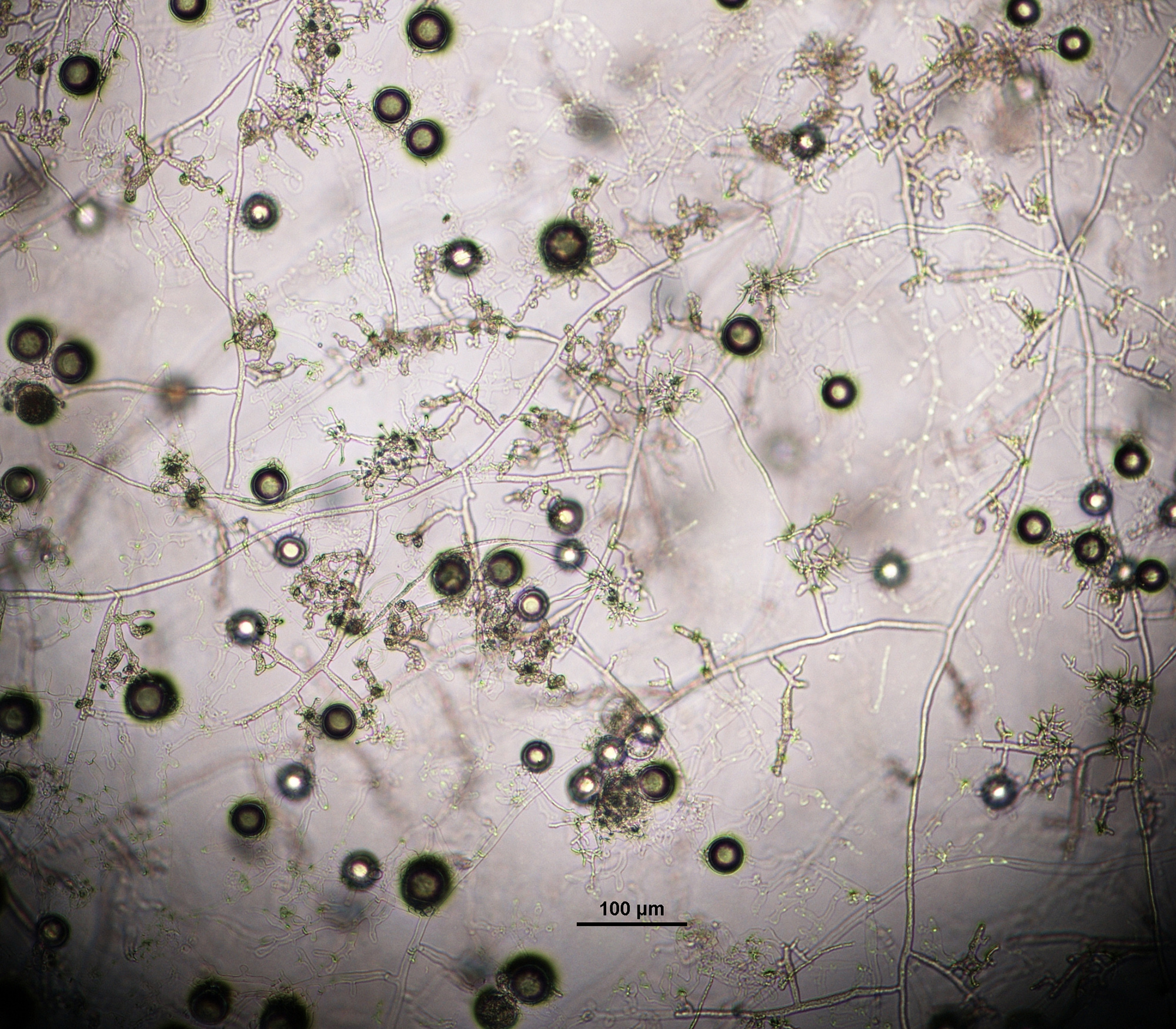 Phytophthora foliorum | IDphy
