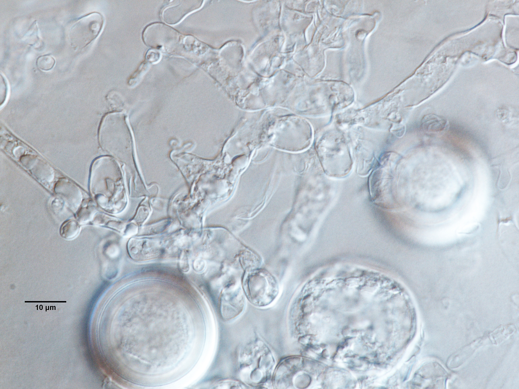 Phytophthora foliorum | IDphy