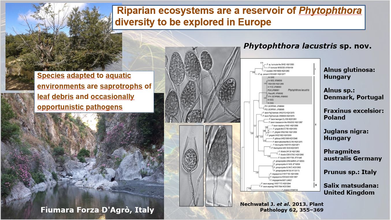 Phytophthora lacustris | IDphy