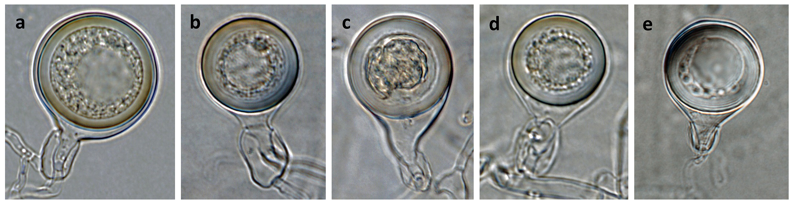 Phytophthora morindae | IDphy