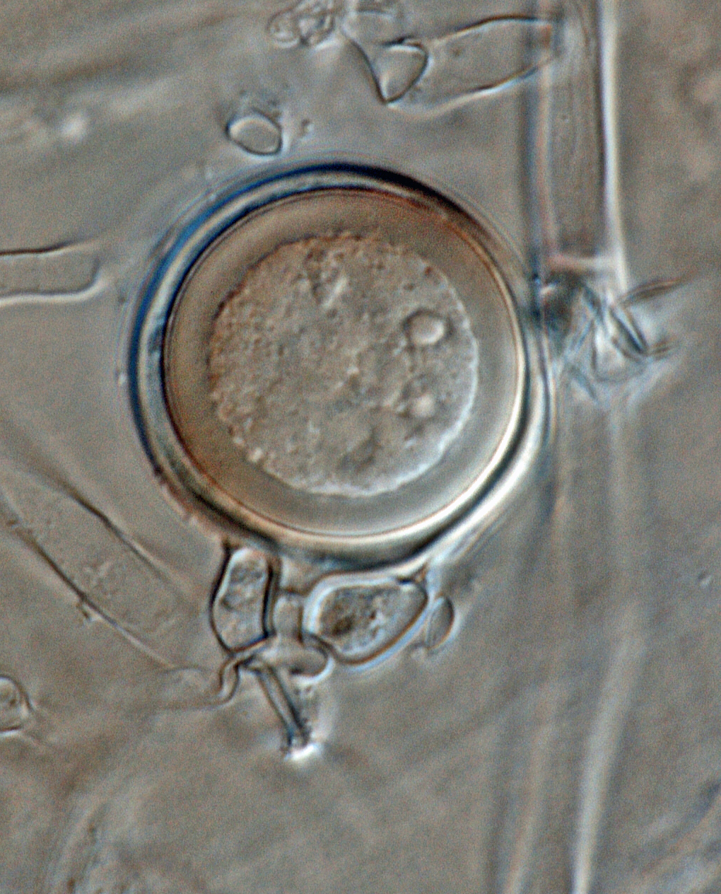 Phytophthora niederhauserii | IDphy